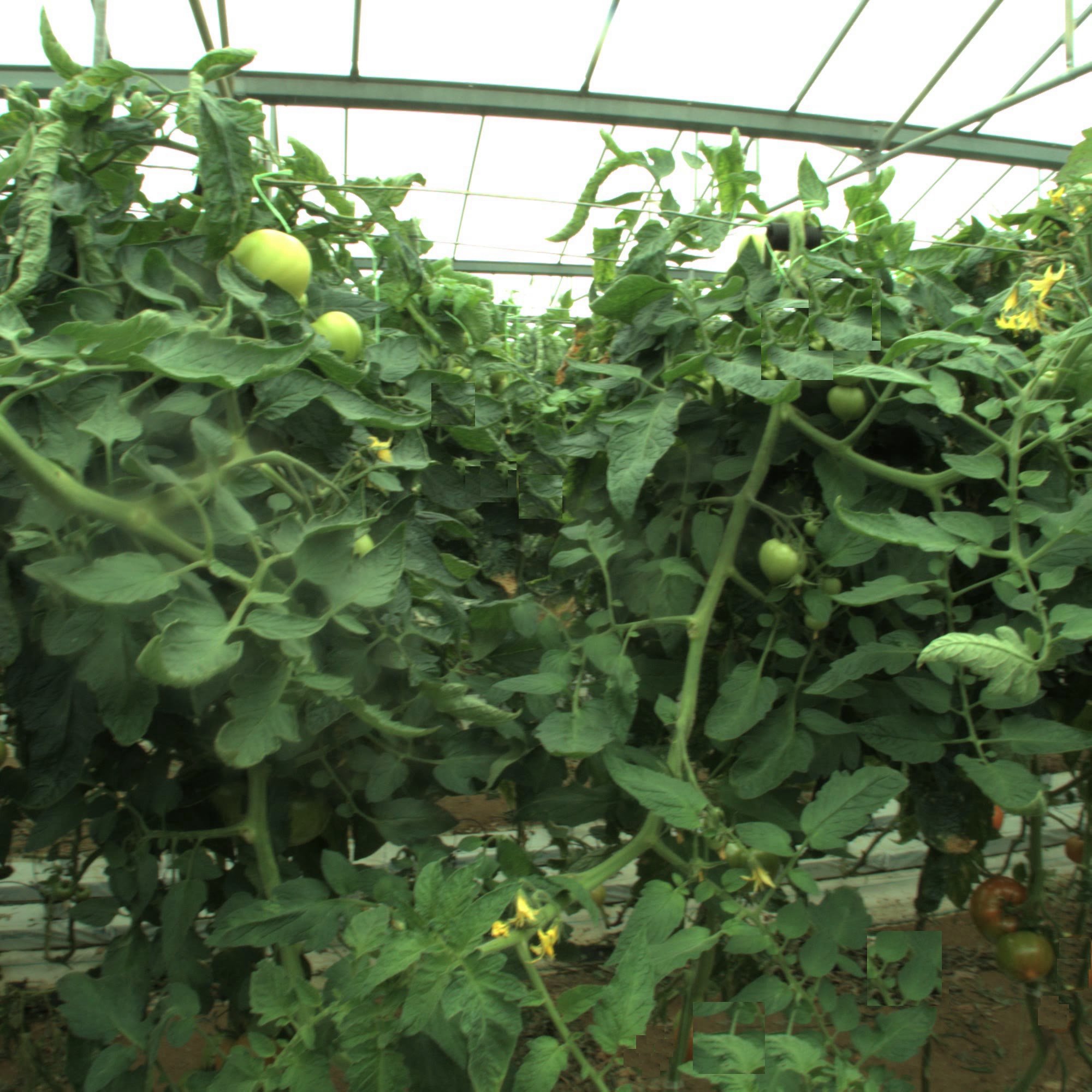 Tomato Maturity Classification Object Detection Dataset by Manfred Michael