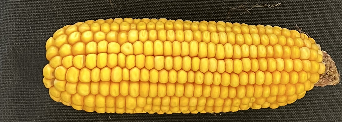 How To Use The Corn Object Detection Api