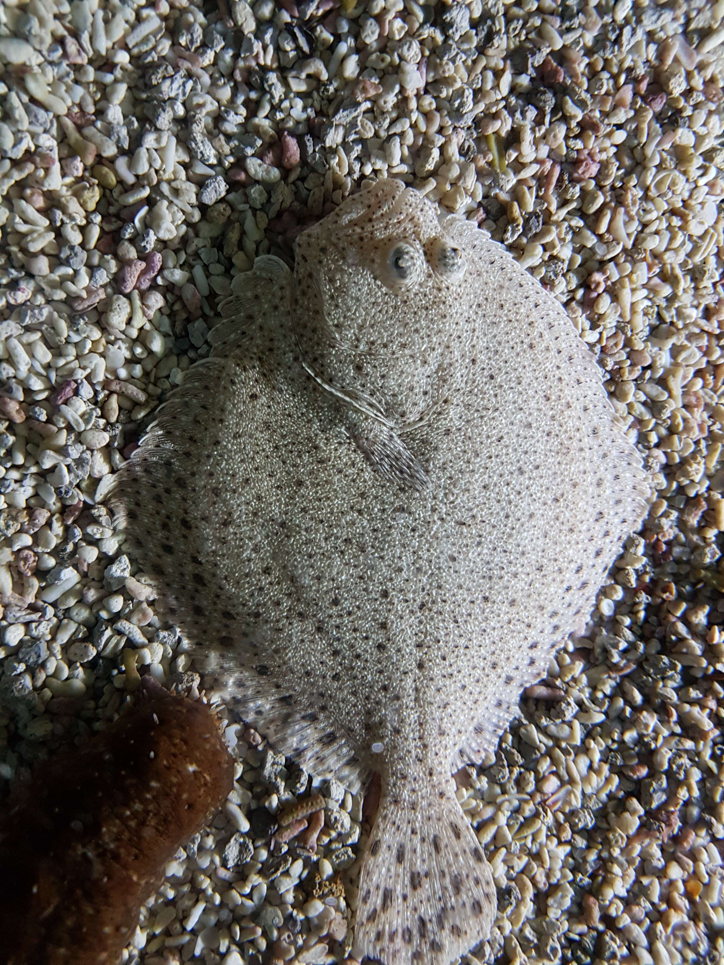 GangGang Classification Dataset and Pre-Trained Model by Lily Hao