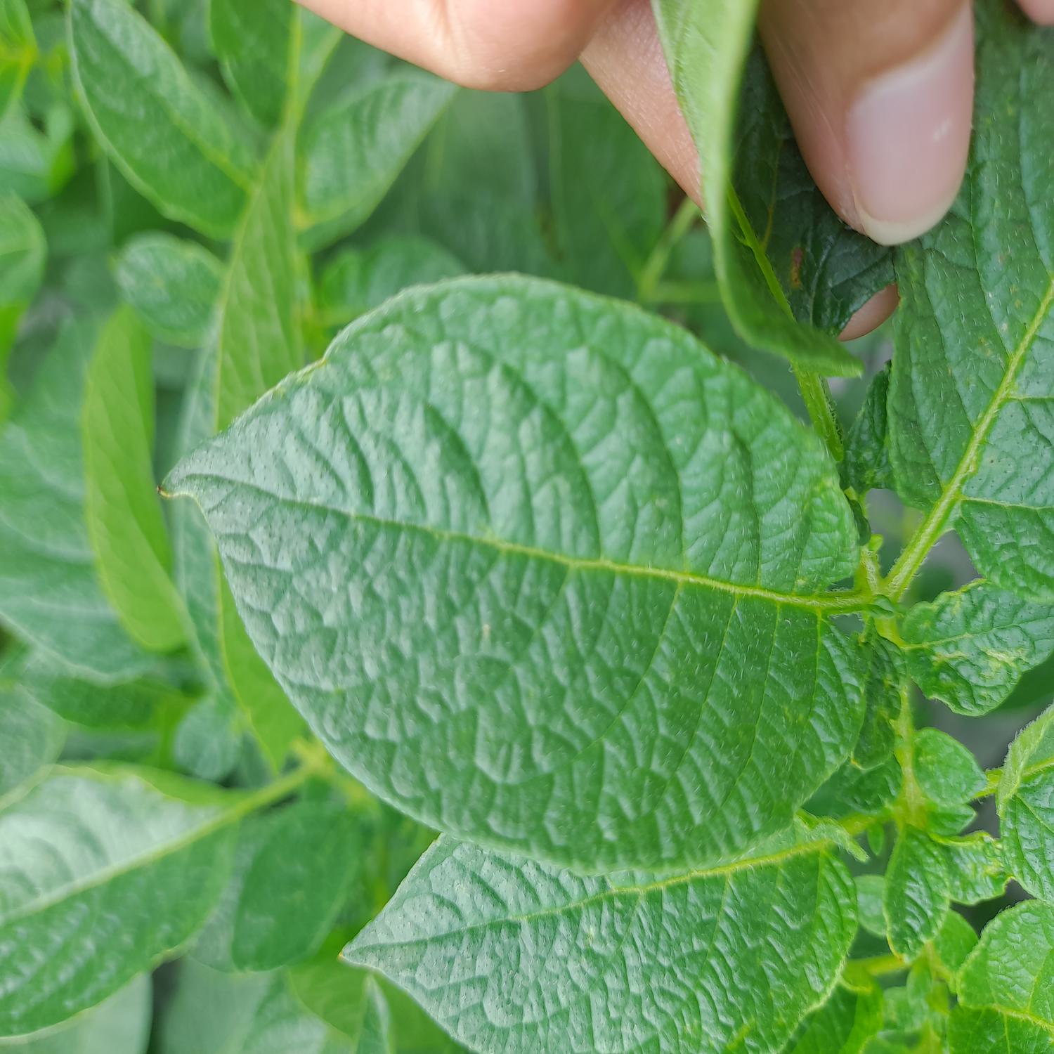 Potato Leaves Disease Detection Object Detection Dataset By Projectmtech