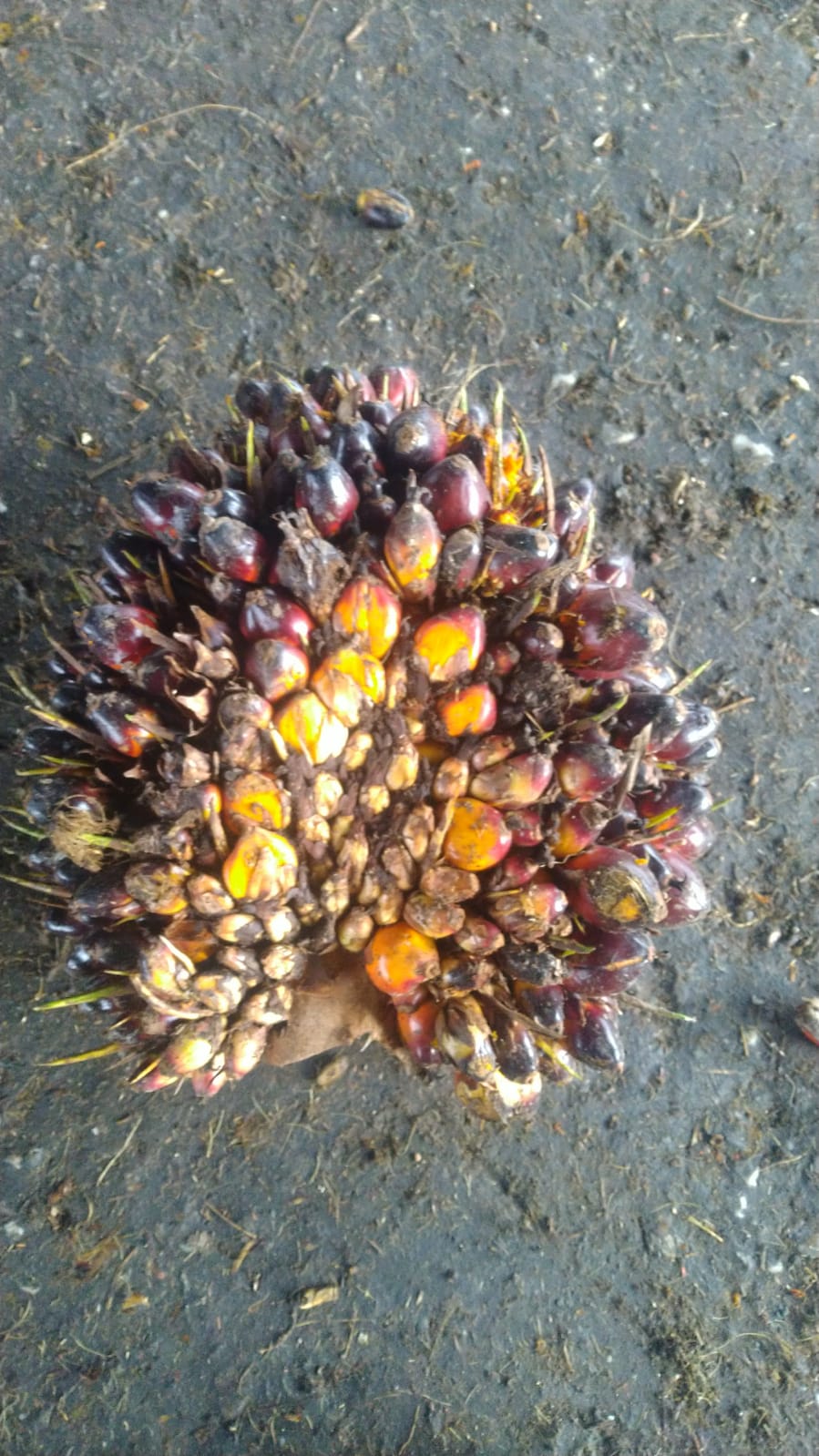 Sawit Object Detection Dataset By Farid Amanullah