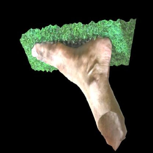 foot size Object Detection Dataset by try