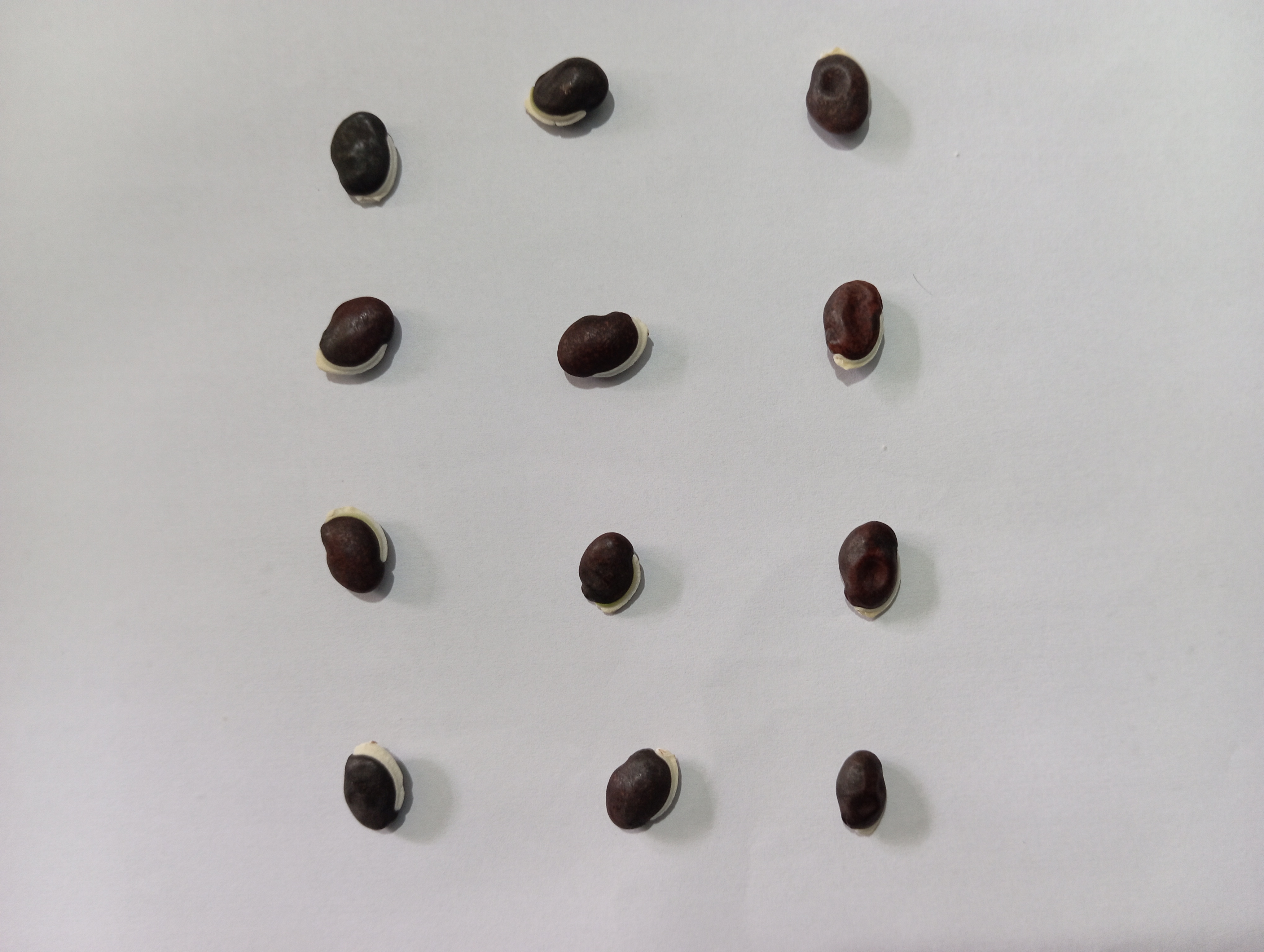 Seed Detection Object Detection Model by MuntasirKarimChowdhury