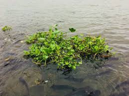 Water Hyacinth Detection Object Detection Dataset and Pre-Trained Model by BE PROJECT