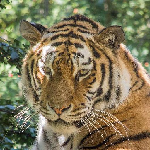 CCCD and Human Face v2 Classification Model by Dung Dinh