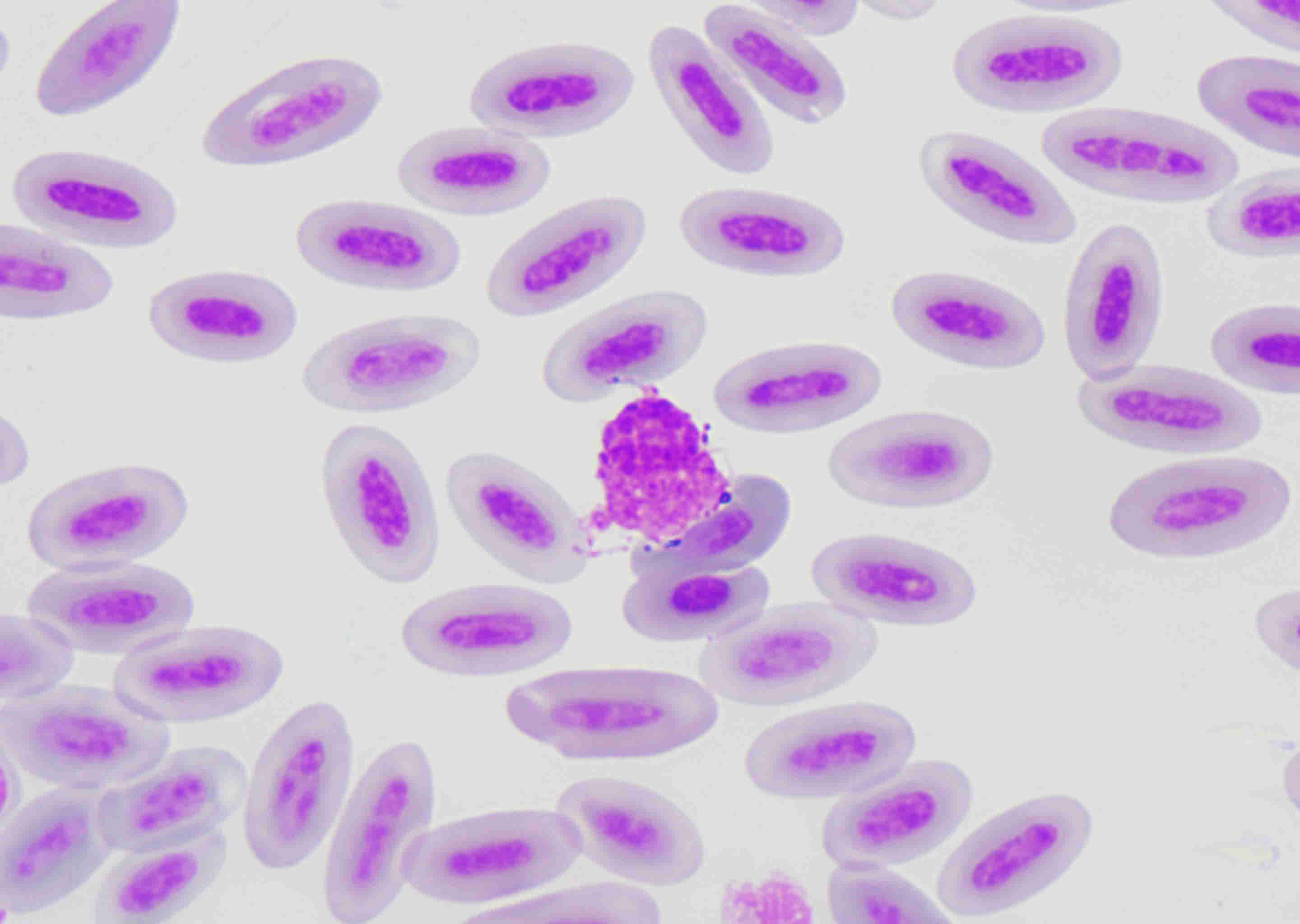 grayscale Object Detection Dataset by original