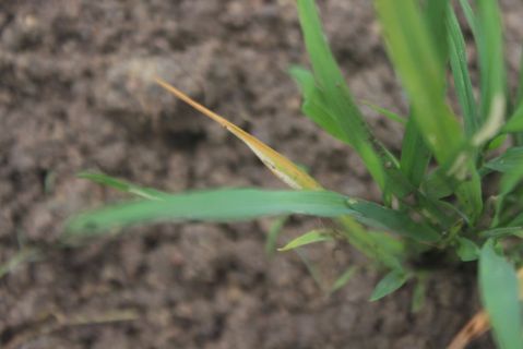 Rice_Tungro_Field_Background Instance Segmentation Dataset by riceleaves