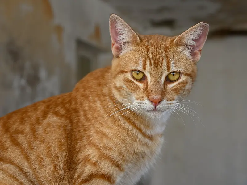 Object Detection Object Detection Dataset And Pre Trained Model By Catdetection