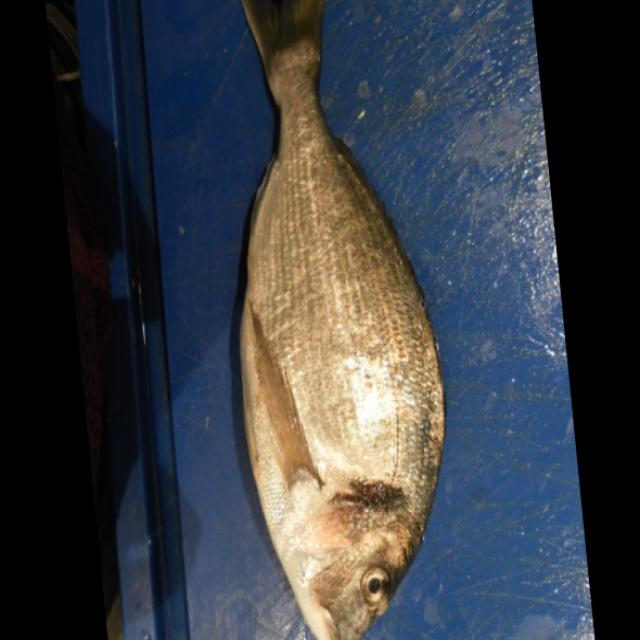 Fish Instance Segmentation Dataset by Girish Gopi