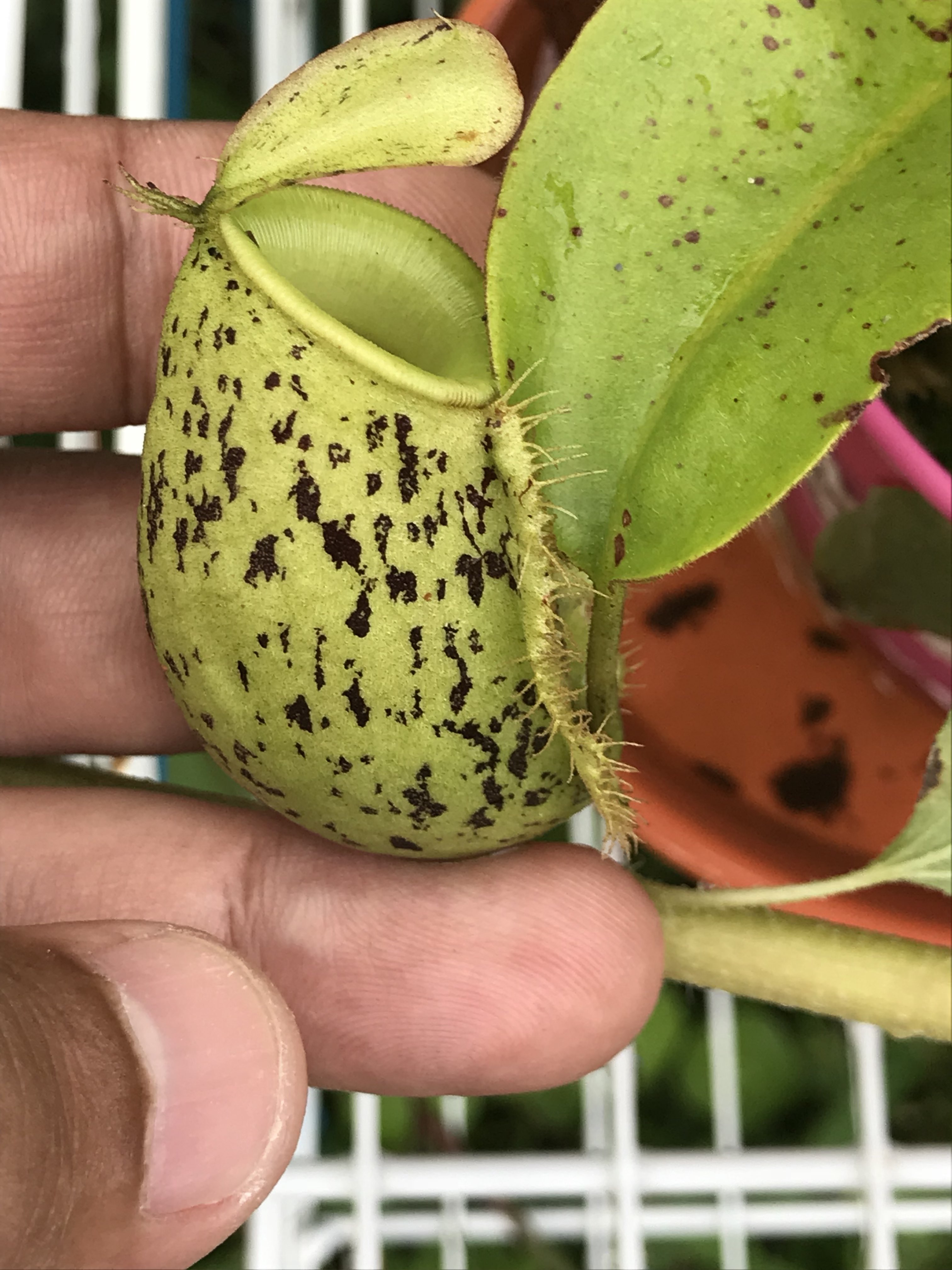 nepenthes-base-dataset Object Detection Dataset by Alexs Workspace