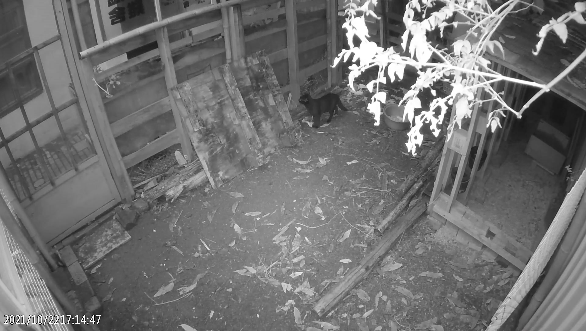 cat_aug Object Detection Dataset by new-workspace-hmktc