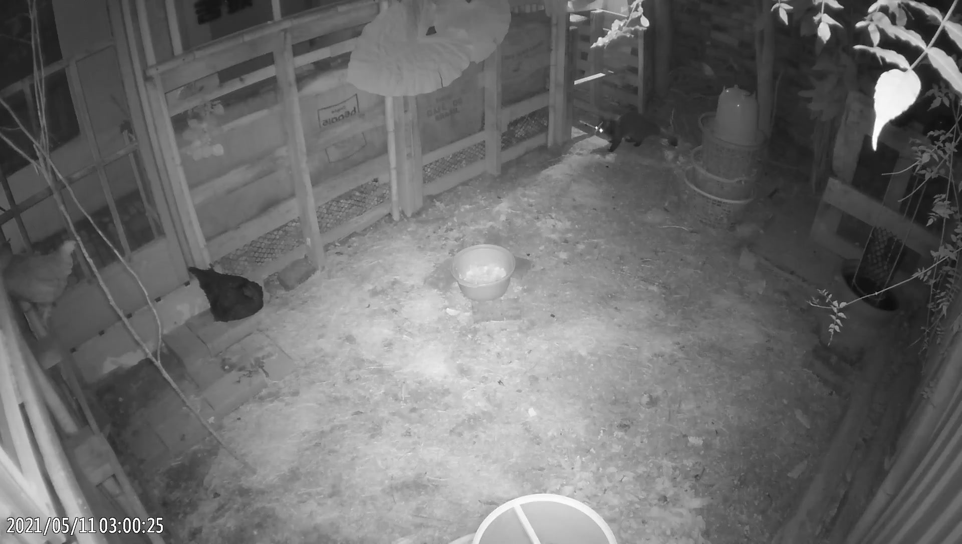 black_chicken Object Detection Dataset by new-workspace-hmktc