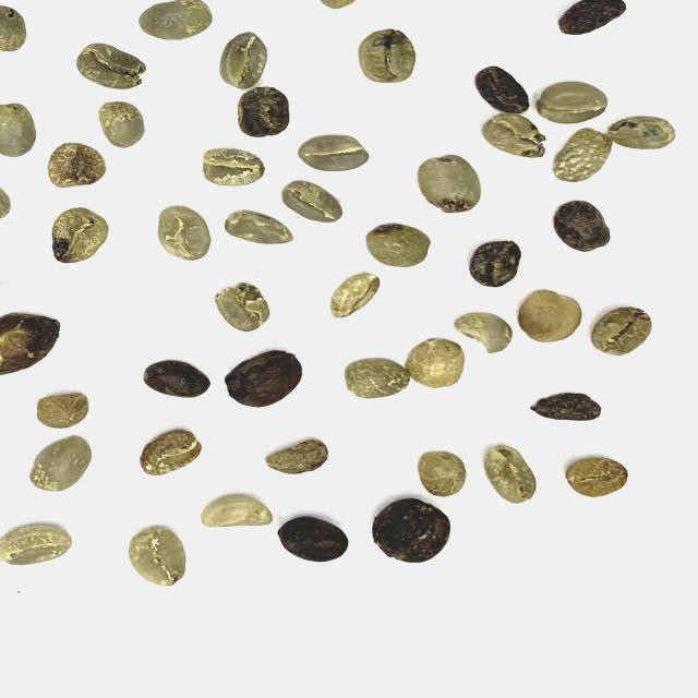 Granos de Cafe Object Detection Dataset by EstebanH