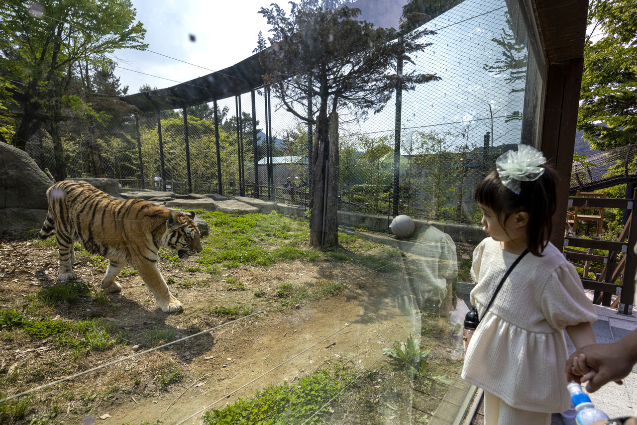 zoo Object Detection Dataset by aivleworkspace