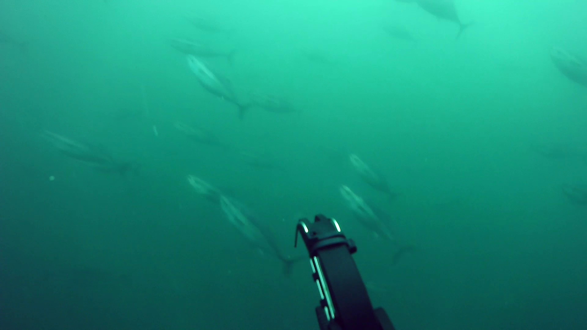 FISH Object Detection Dataset by new-workspace-kvkbk