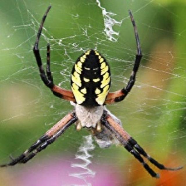 Insect Killing Turret Object Detection Model by Insect Killing Machine