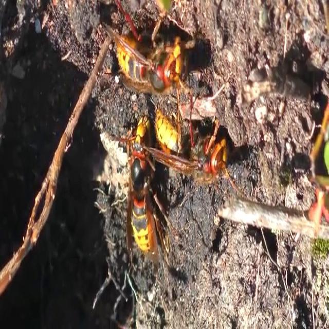 Insect Killing Turret Object Detection Dataset by Insect Killing Machine