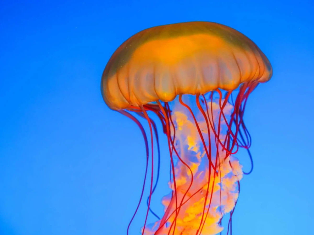 jellyfish Object Detection Dataset and Pre-Trained Model by rain