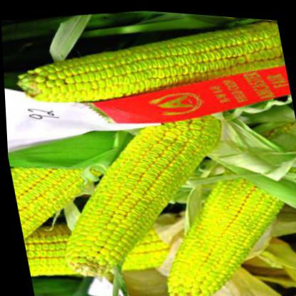 Corn Detection Object Detection Dataset and Pre-Trained Model by University