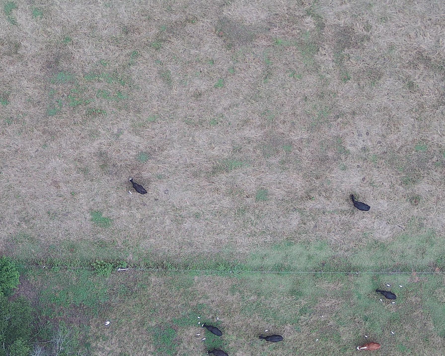 Wildlife Aerial Dataset Object Detection Dataset By Anirban