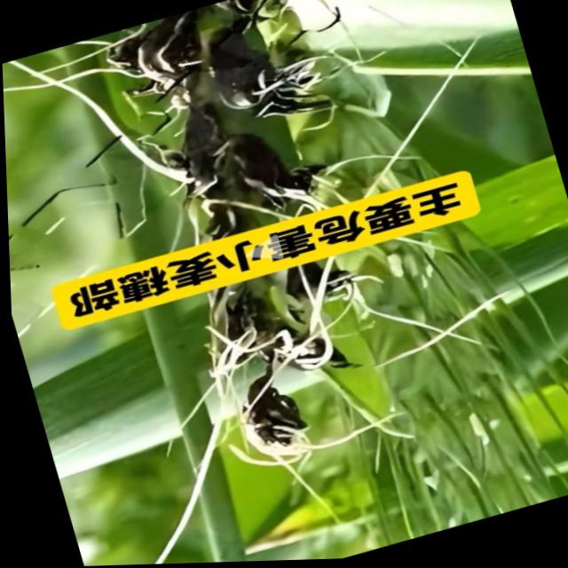 Abc Classification Dataset and Pre-Trained Model by my projects