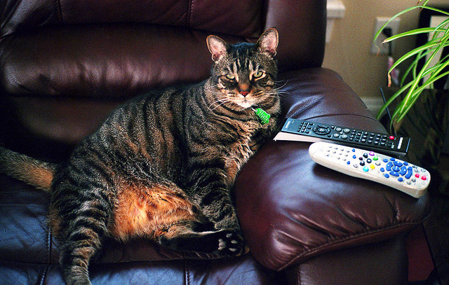 AI Cat Image Classification Classification Dataset by project-nppev