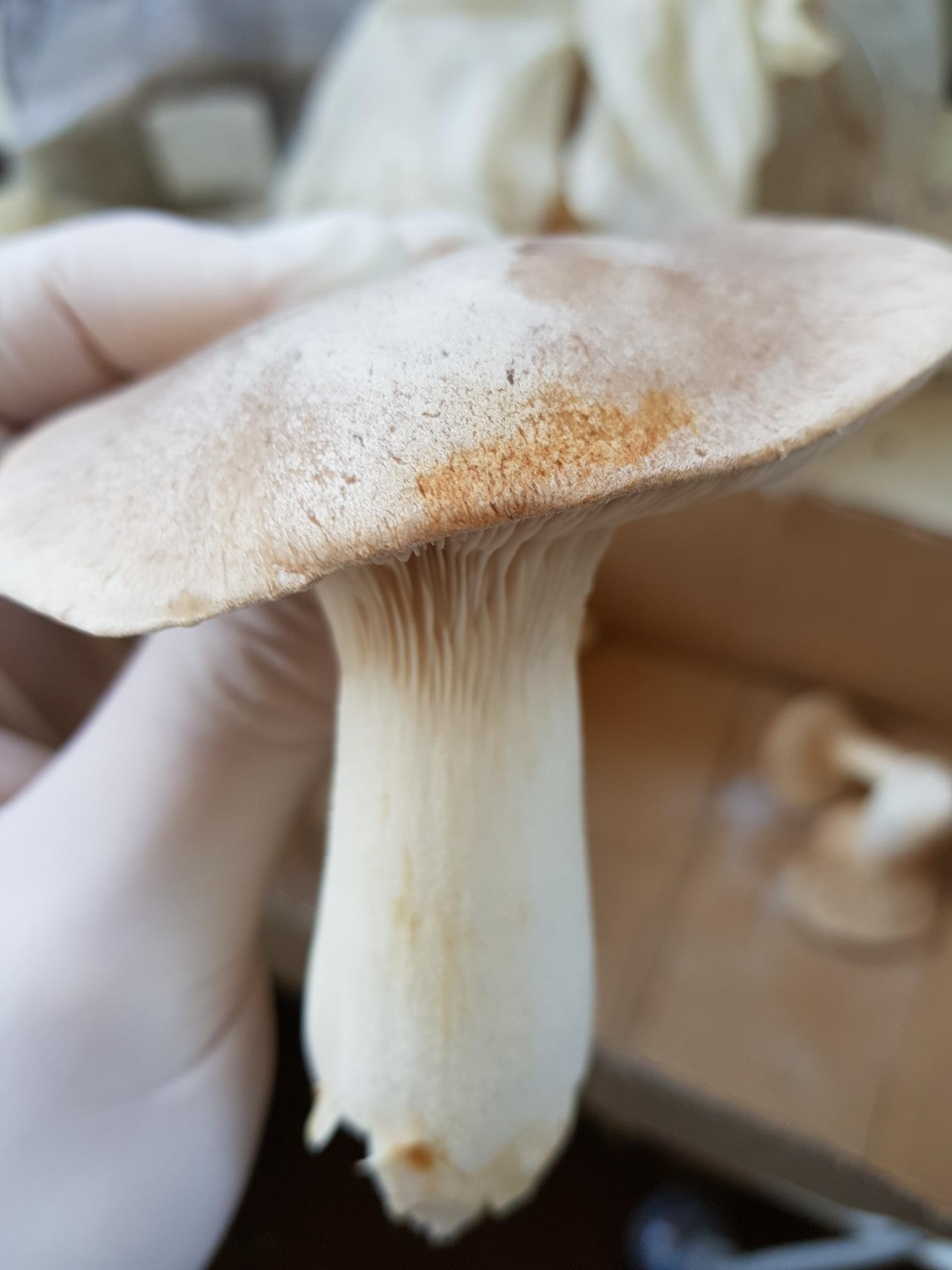 Mushroom Disease Detection Object Detection Dataset V2 2024 03 31 1 19pm By Vasanth L M