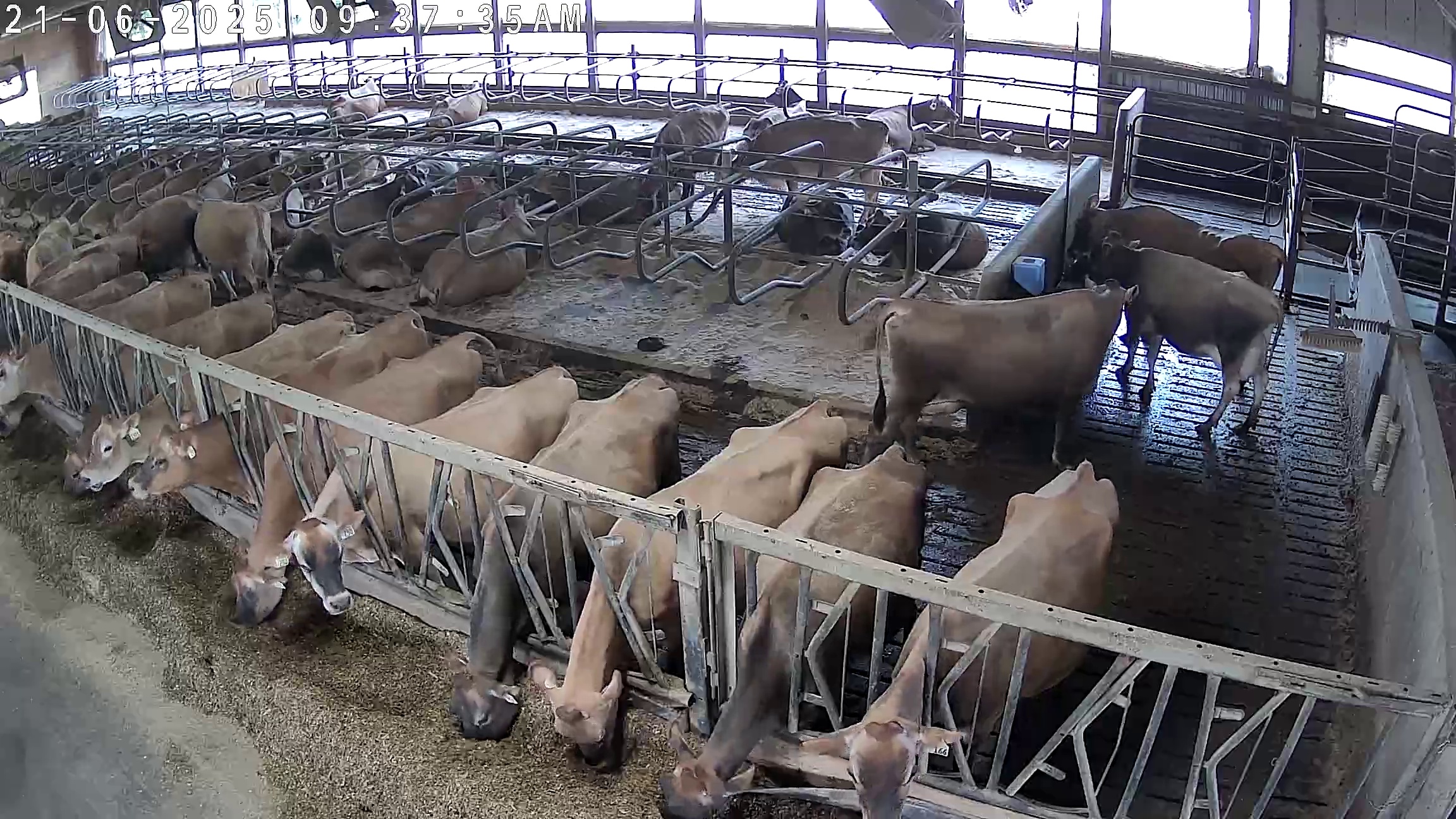 Cows in heat Object Detection Model by Cow Monitor