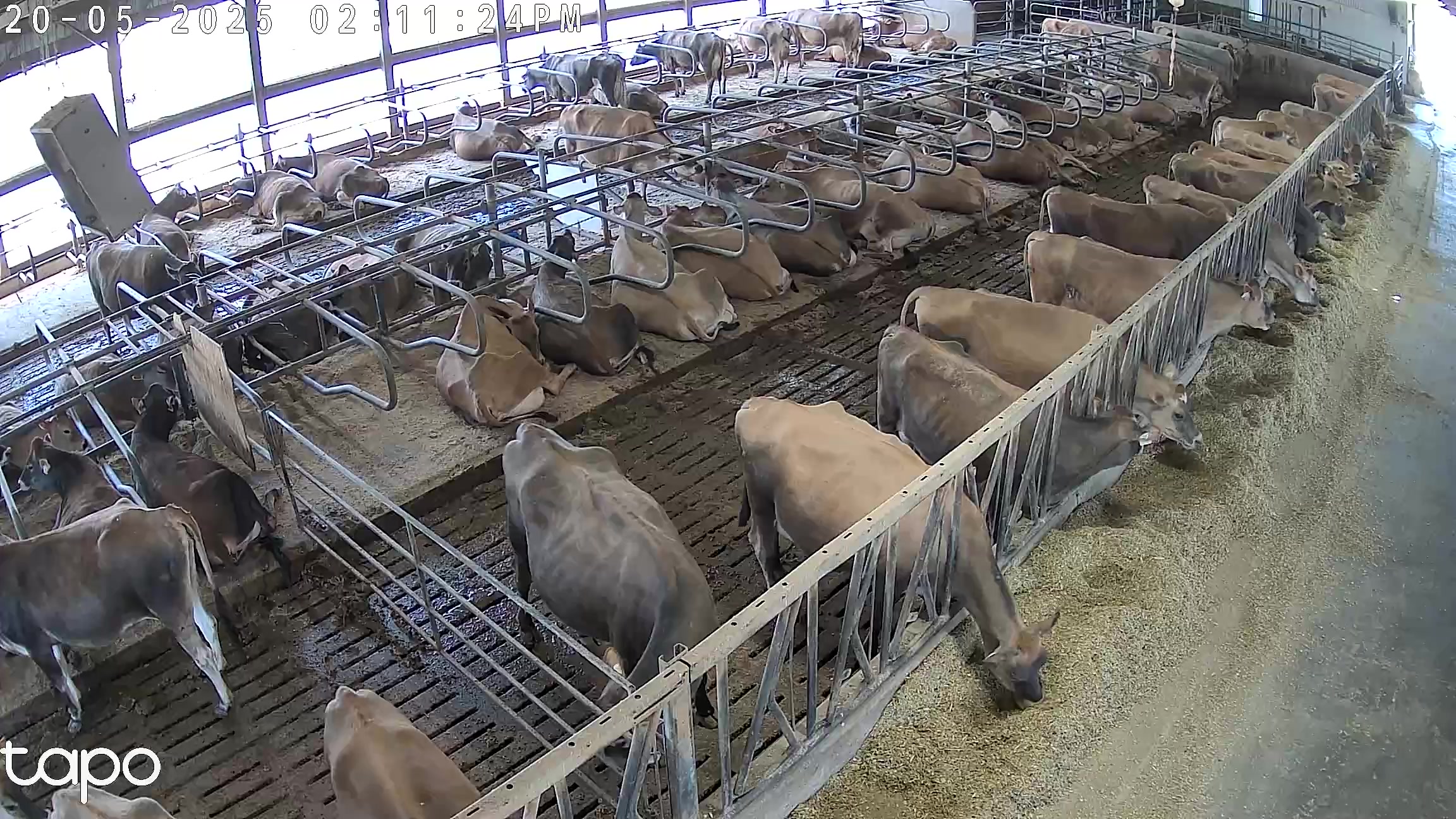 Cow Activity Monitor Object Detection Dataset and Pre-Trained Model by Cow Monitor