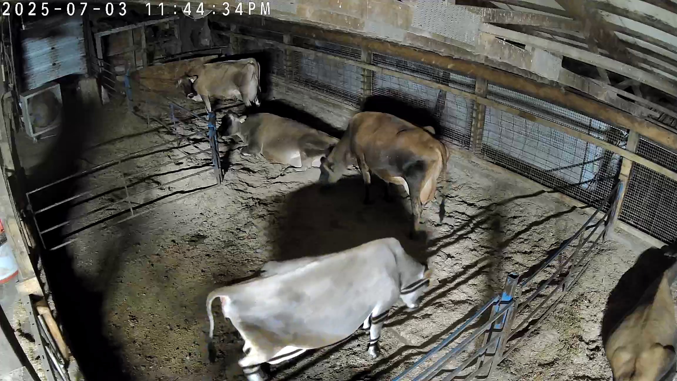 Calving Feet Object Detection Model by Cow Monitor
