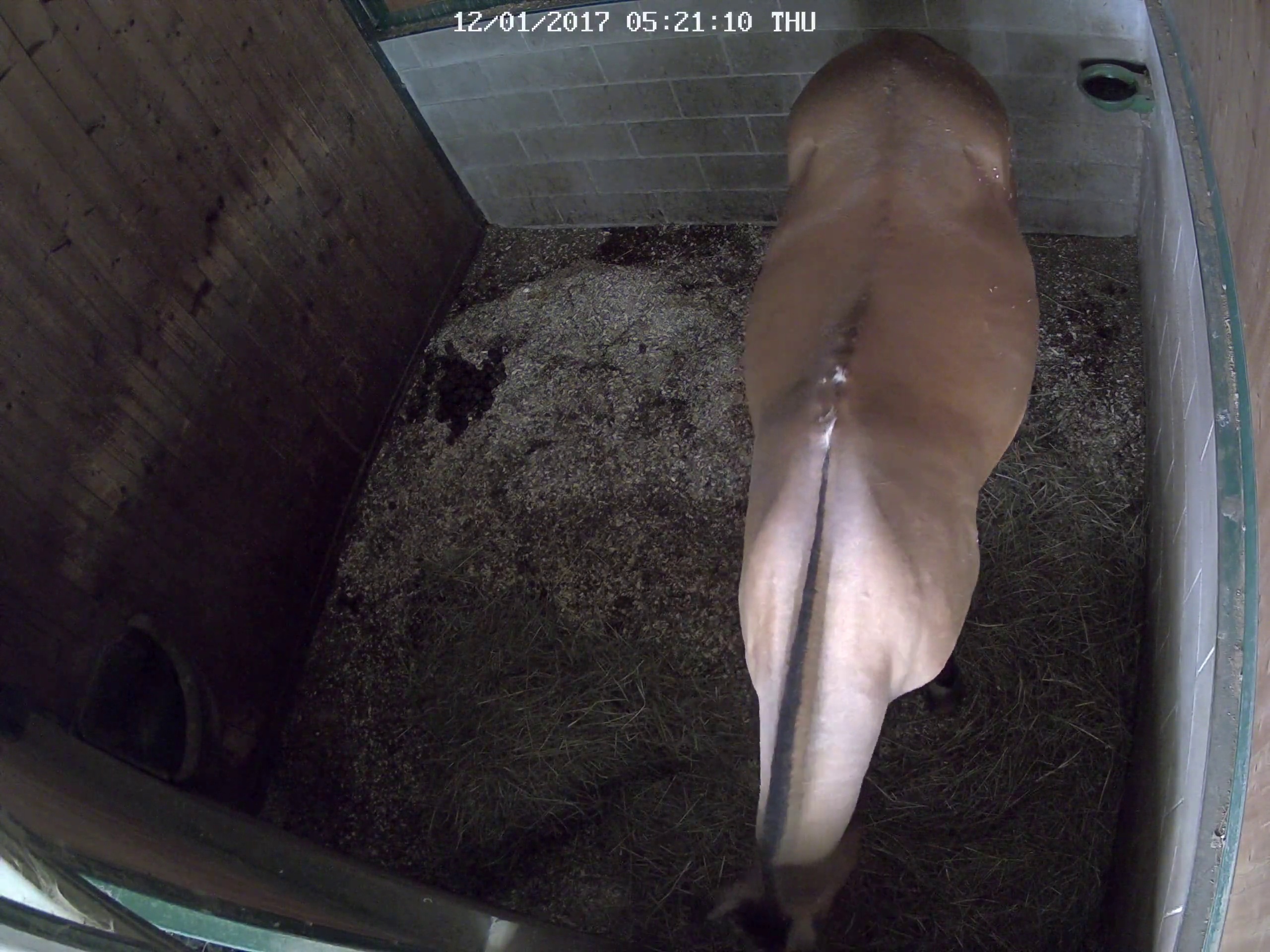 pampero_horse Keypoint Detection Dataset by PhD