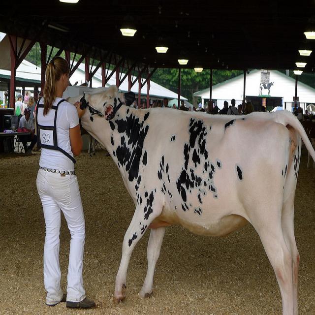 Cow-detection Object Detection Model by AgTech AI