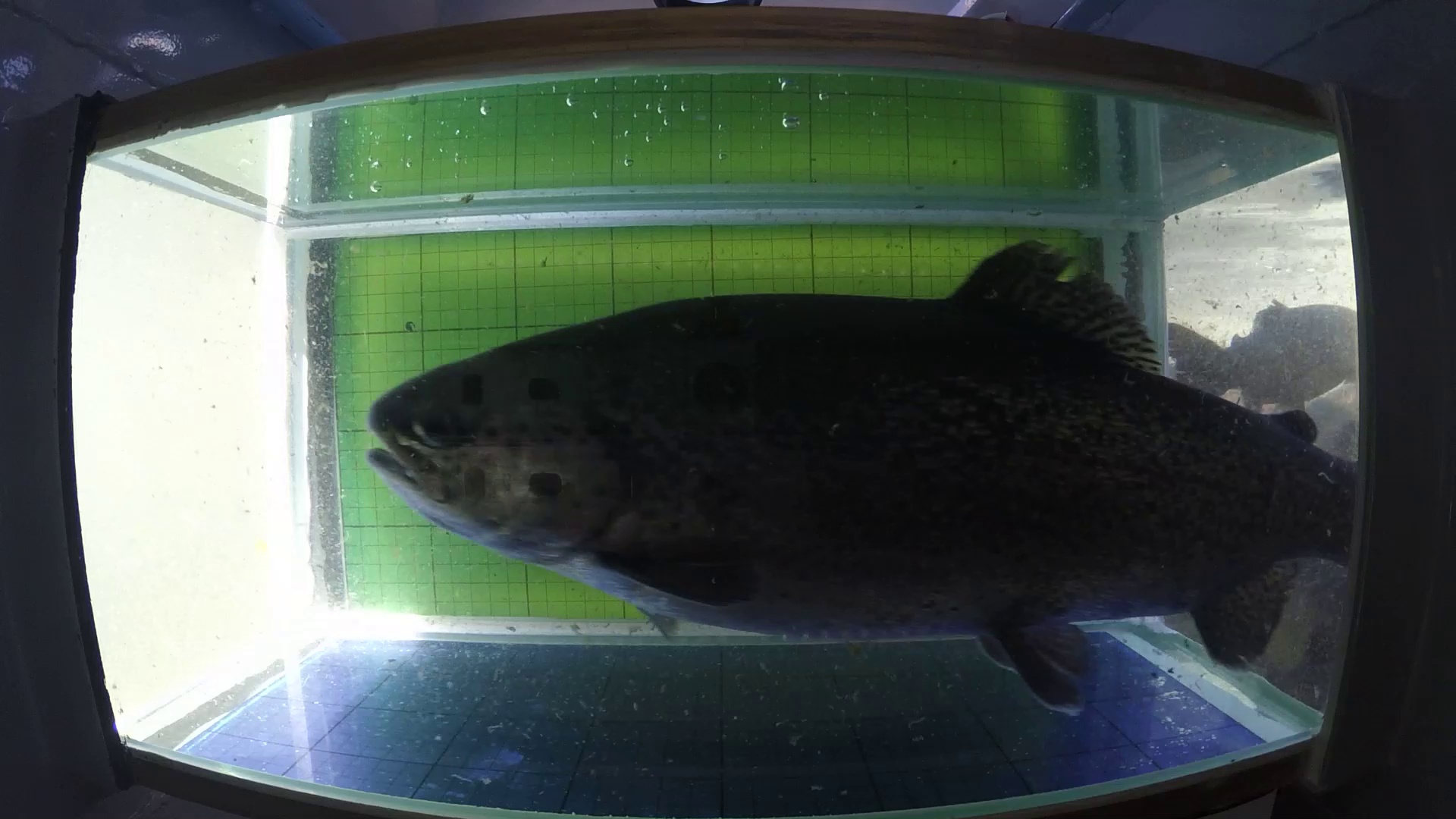 Fish estimation Instance Segmentation Dataset and Pre-Trained Model by Moscow Geocryology Fish ...