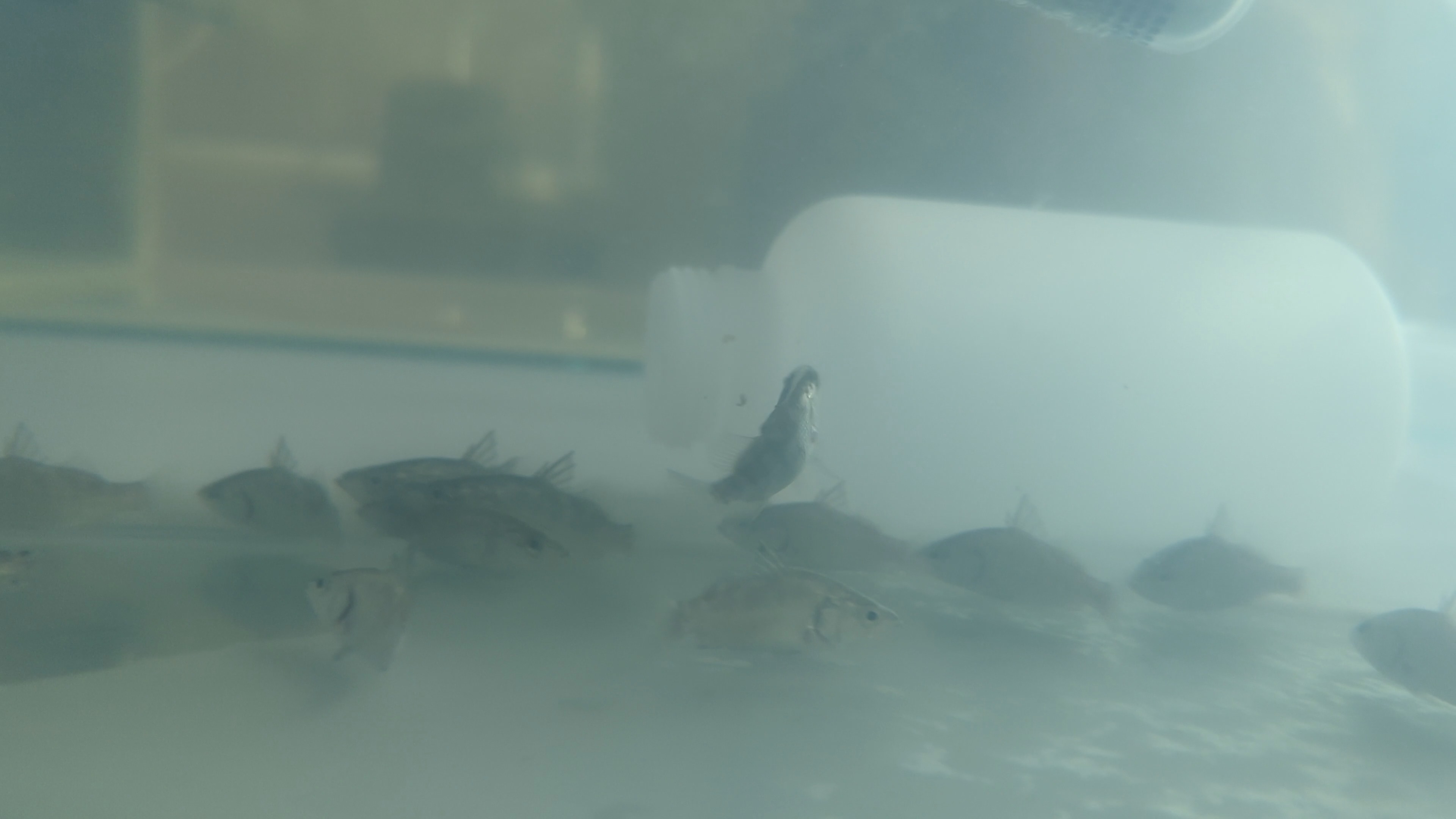 Assignment Fish Object Detection Dataset by Artificial intelligence GROUP 4