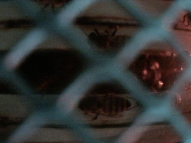 bottom_bee_detector Object Detection Dataset and Pre-Trained Model by BeeLab