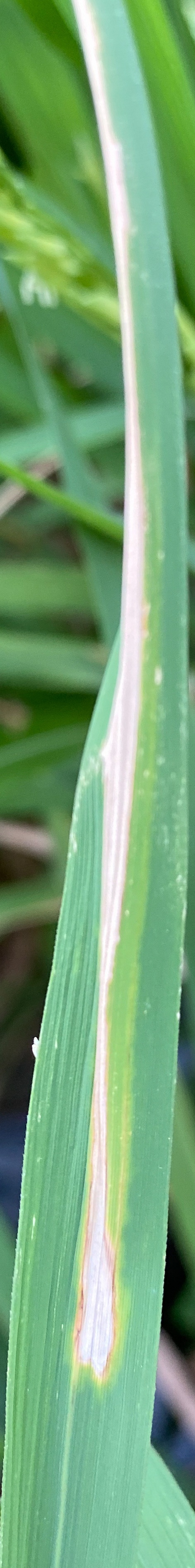 Rice Classification Dataset by grogu