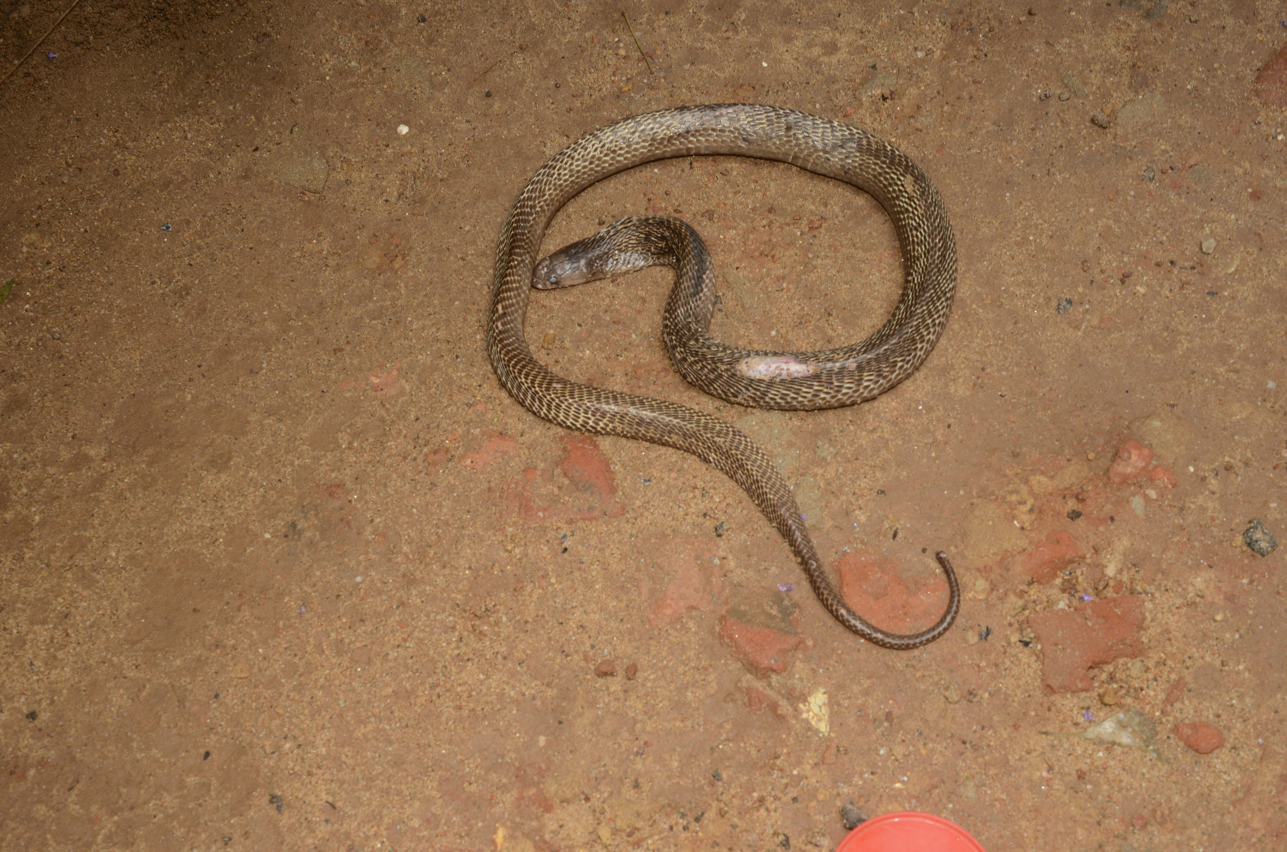 Snake App Object Detection Dataset by ICBT Campus