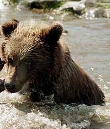 WildLife Animals Object Detection Model by Widlife