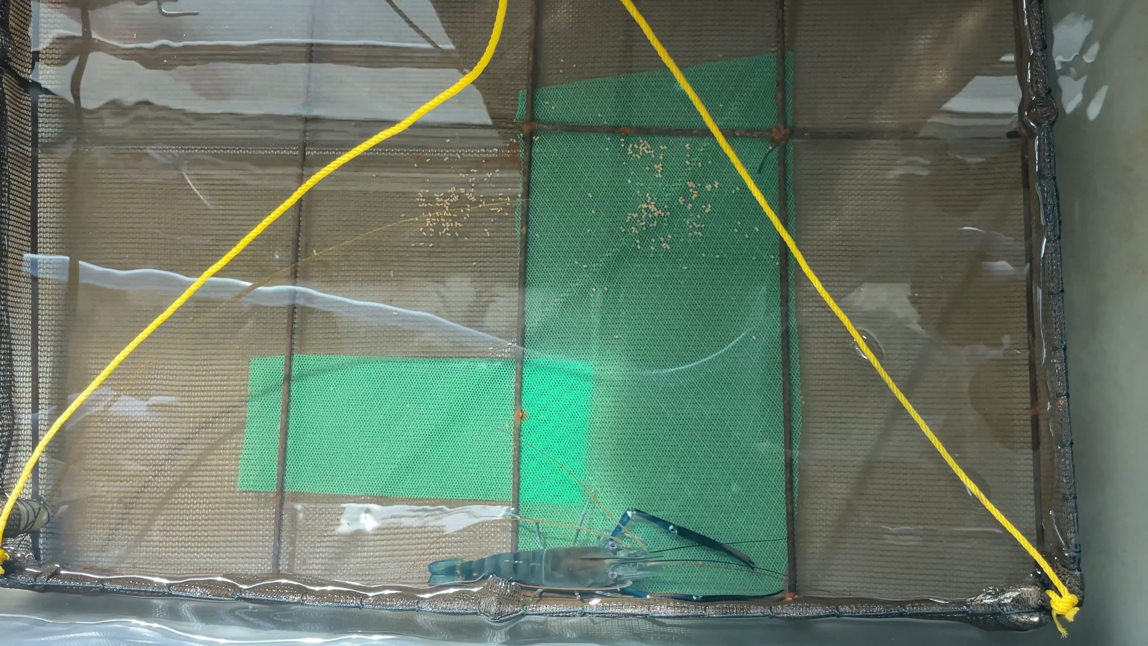 Shrimp And Feed Detection Object Detection Dataset And Pre Trained