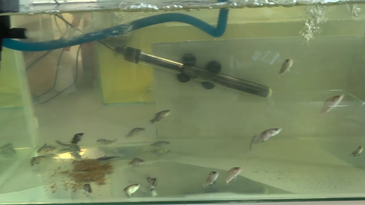 Fish Anomaly Detection Object Detection Dataset by Sem 8 AI