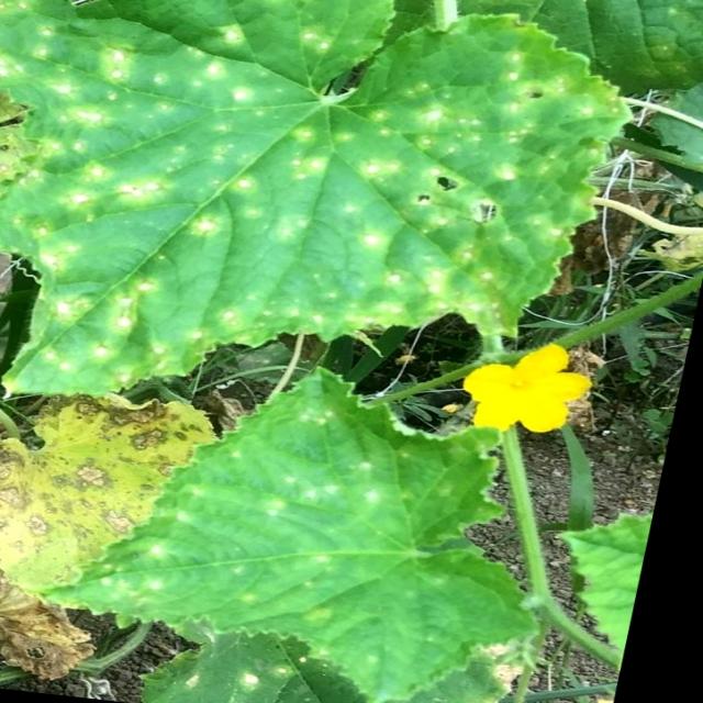 leaf disease detection Object Detection Model by St aloysius college