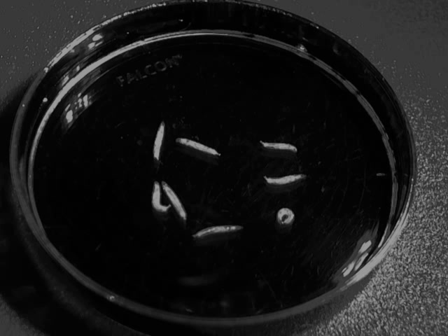 Detecting larvae for ABLK nociceptive rolling Instance Segmentation Dataset by Ruonan