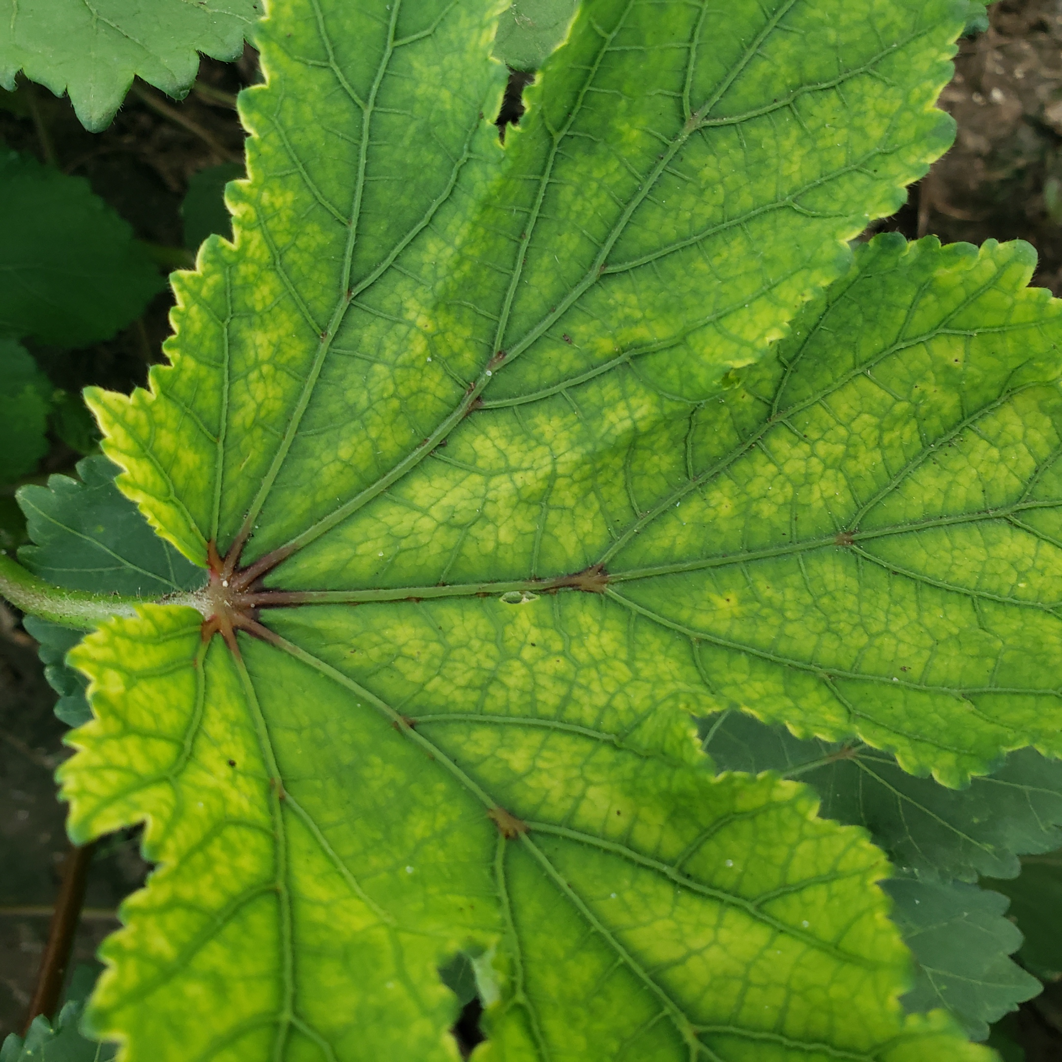 Okra Object Detection Model By Okra