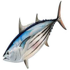 Bonite poisson Object Detection Dataset by plantclassification