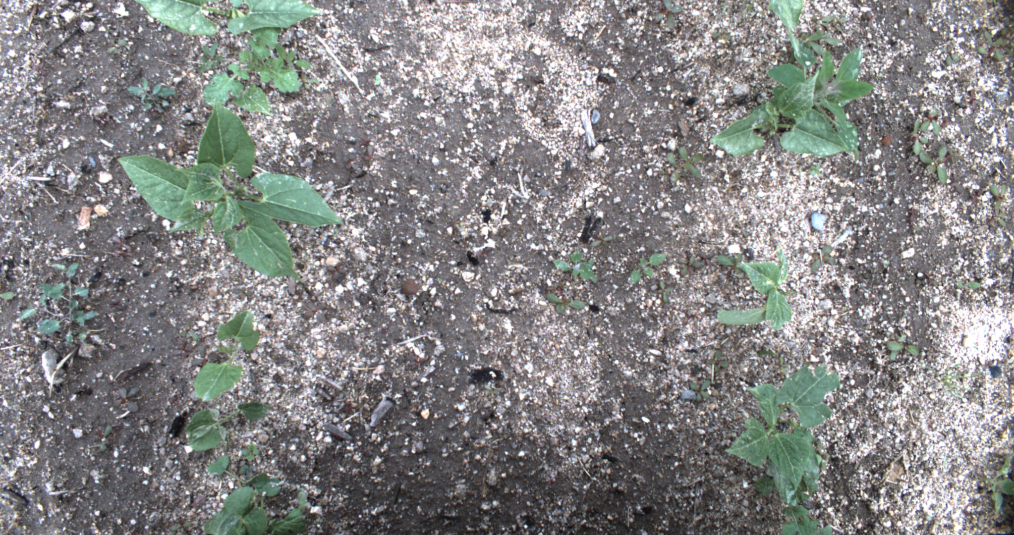 bean_maize_1 Object Detection Dataset by weedisfactor