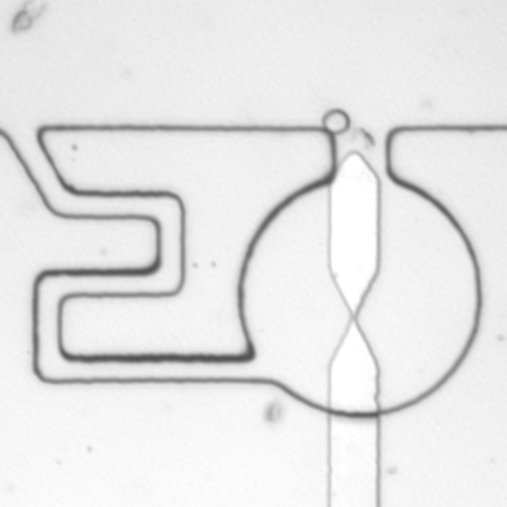 cancer cell Object Detection Dataset by Cell Tracking