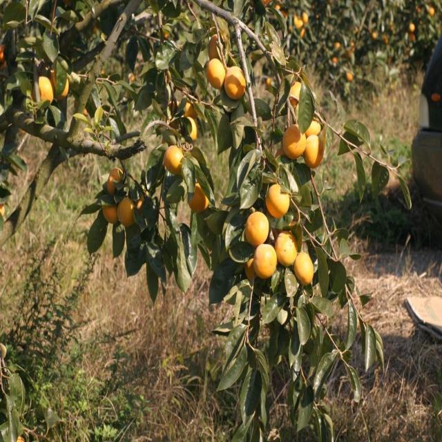 Fruit Detection Object Detection Dataset And Pre Trained Model By