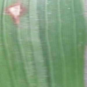 RIce Leaf Segementation Instance Segmentation Dataset by model training