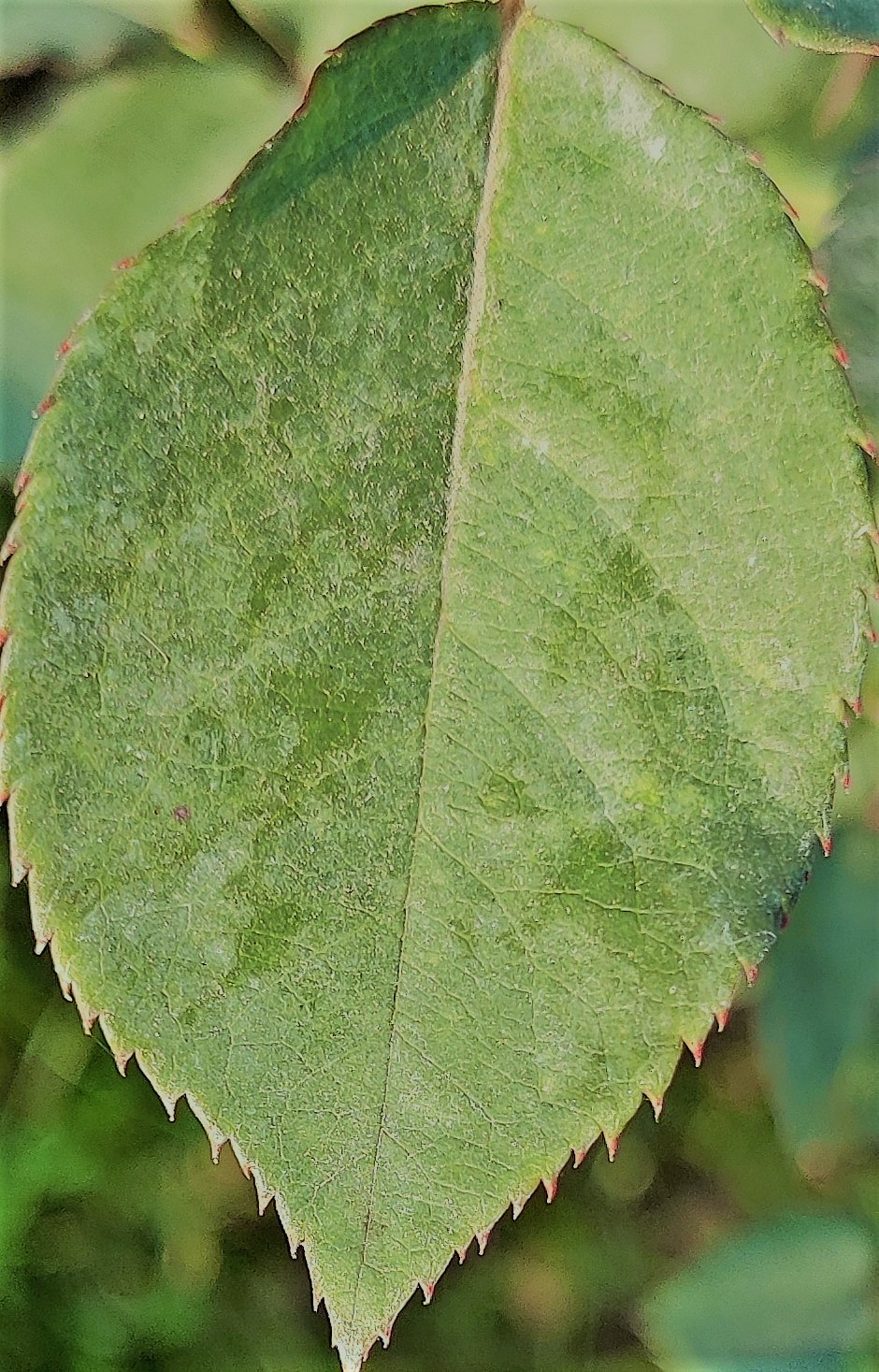 Leaf diseases classification Classification Dataset by My workspace
