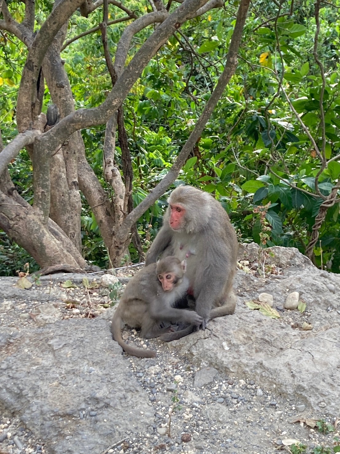 monkey Object Detection Dataset and Pre-Trained Model by YoloTest